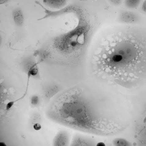 Comparison of cell segmentation methods for label-free microscopy: Q ...