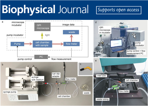 Cancer Cell Viscoelasticity Measurement By Quantitative Phase And Flow Stress Induction • Telight